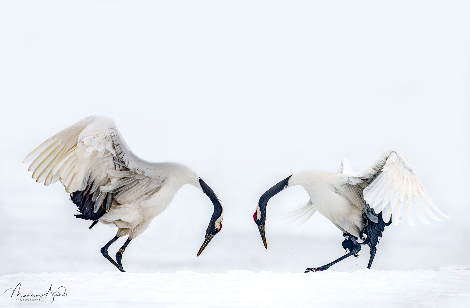 The Dance of the Red Crowned Cranes | Marin Open Studios