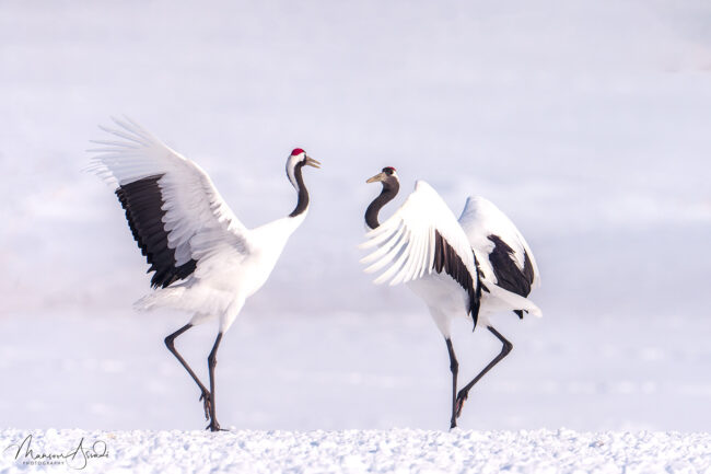 The Mating Dance | Marin Open Studios